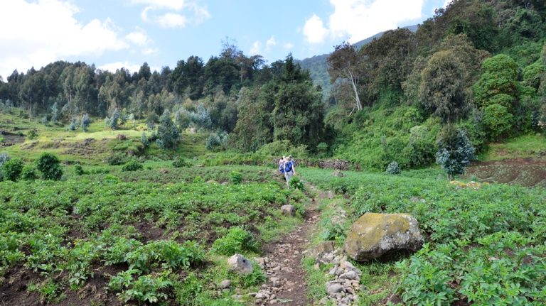 Umusambi Village Nature Reserve – Grey Crowned Crane conservation ...