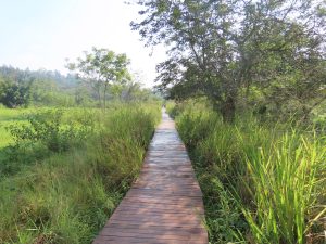 Umusambi Village Nature Reserve – Grey Crowned Crane conservation ...