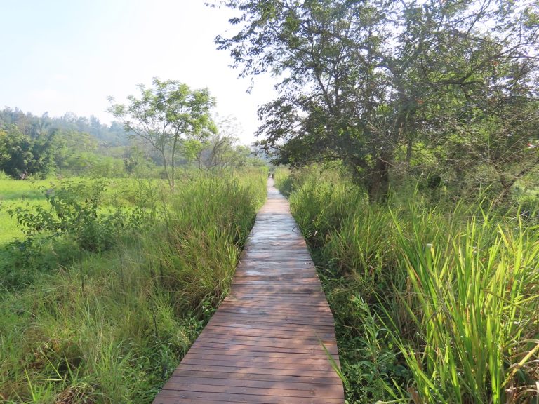 Umusambi Village Nature Reserve – Grey Crowned Crane conservation ...